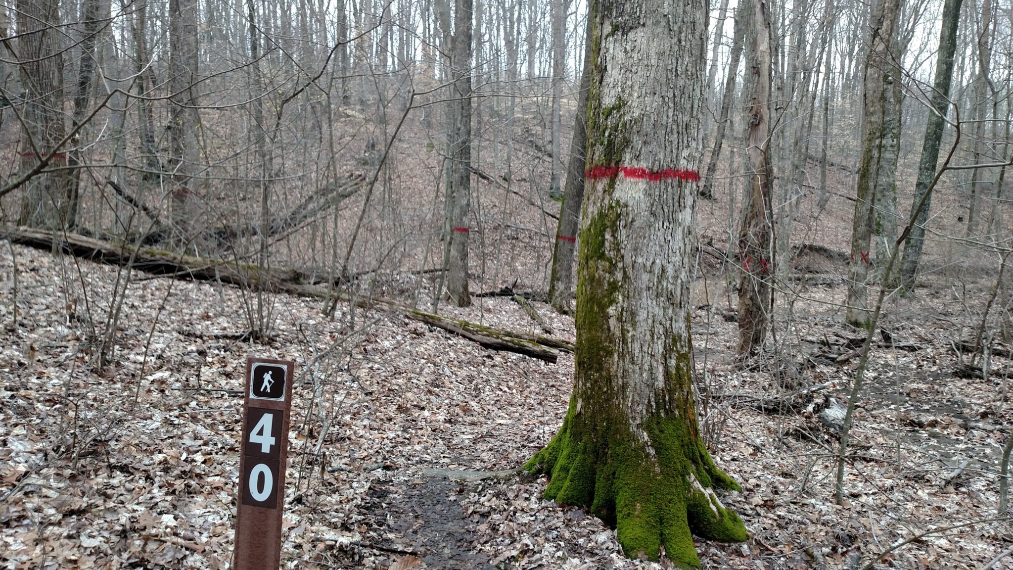 The Marred Face of the Knobstone Trail – Indiana Forest Alliance