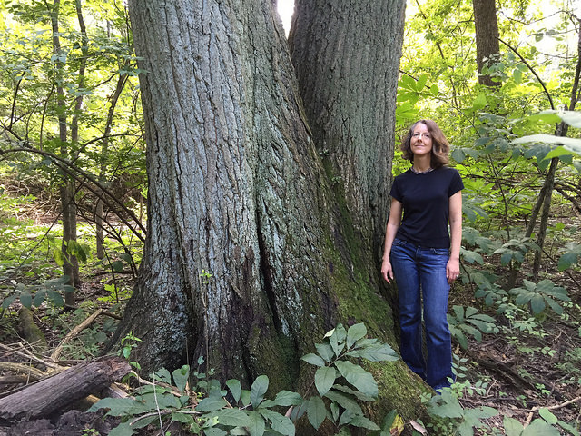 Will the Government Erase the Only Old-Growth Forest in Inner-City ...