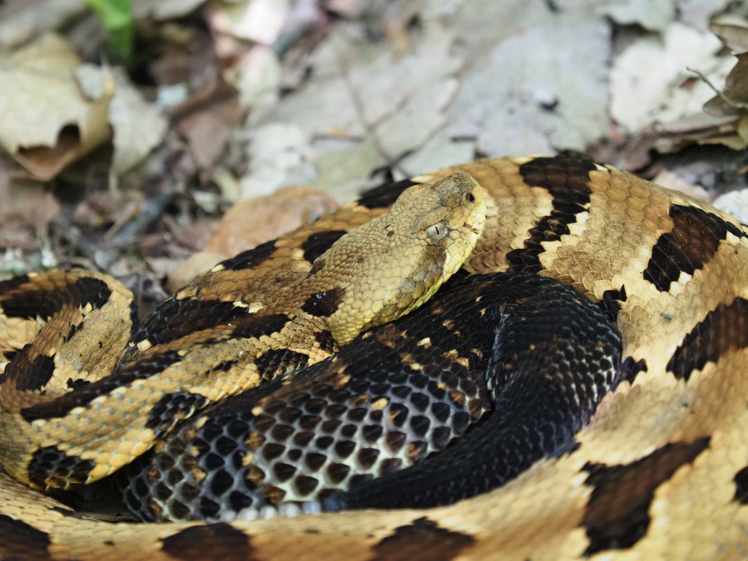 Save the Hoosier National Forest – Indiana Forest Alliance