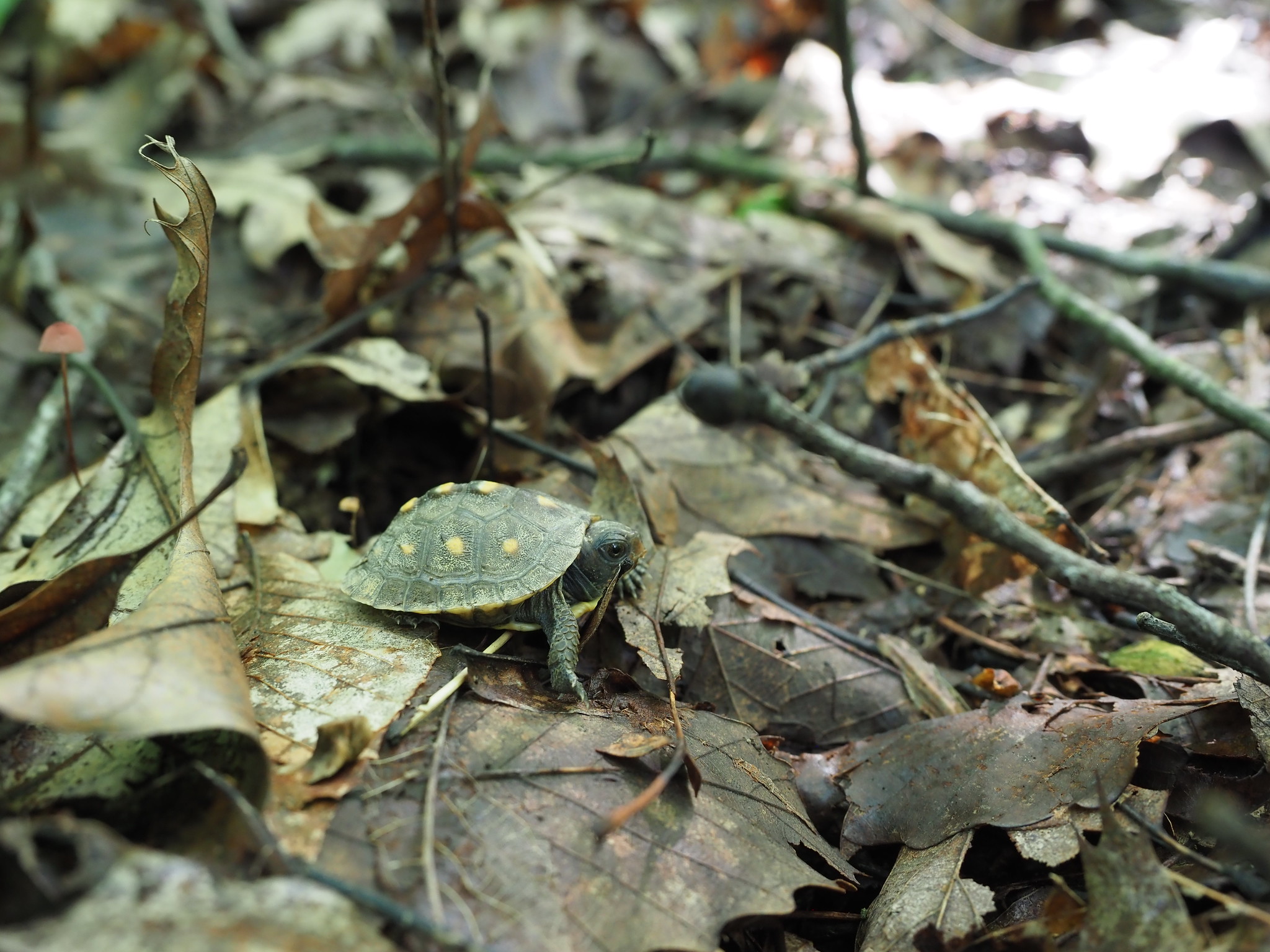 Save the Hoosier National Forest – Indiana Forest Alliance