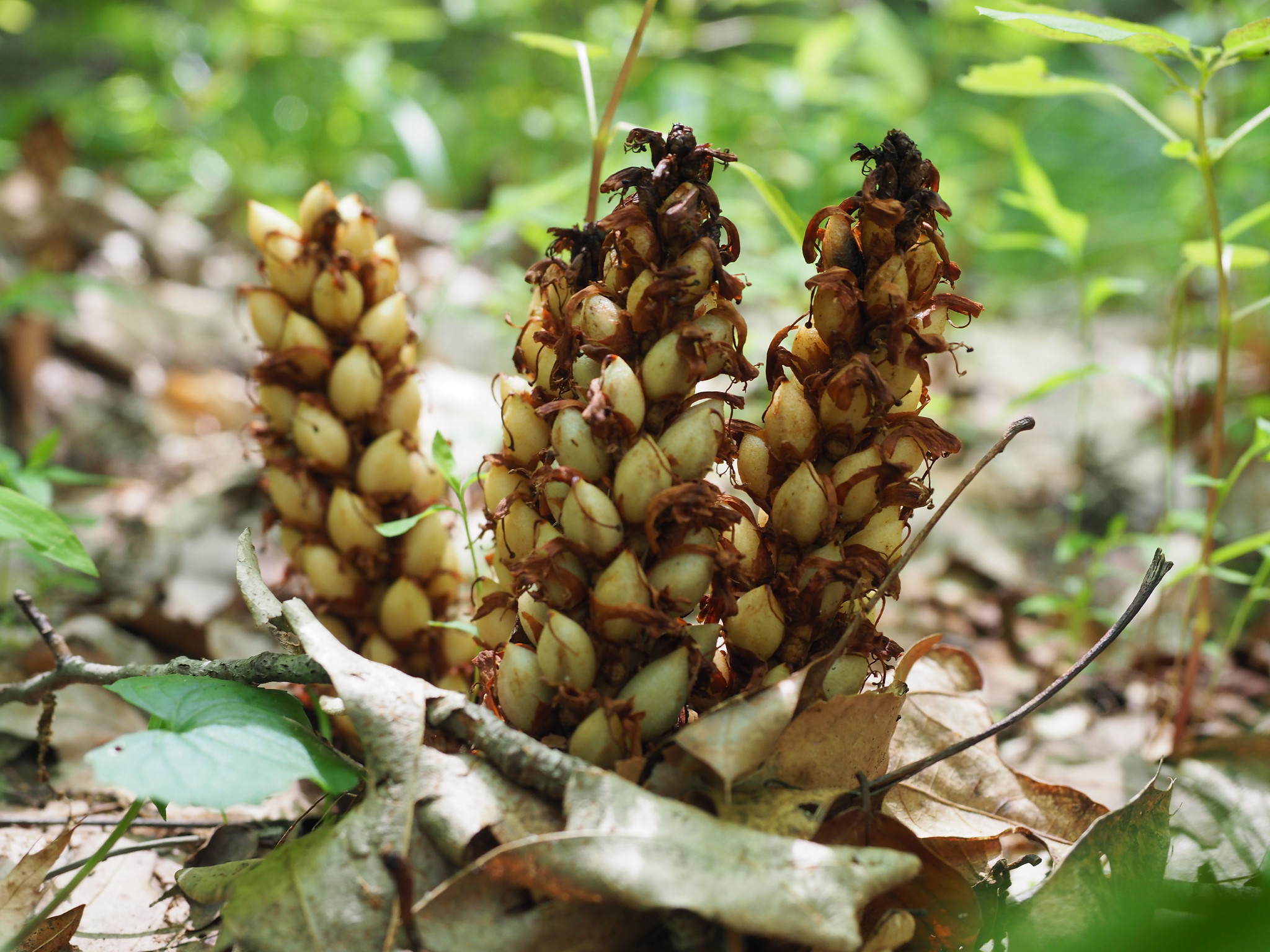 Save the Hoosier National Forest – Indiana Forest Alliance