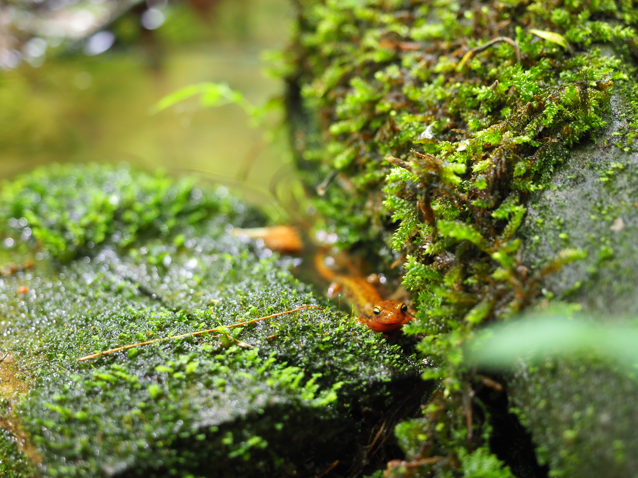 Save the Hoosier National Forest – Indiana Forest Alliance