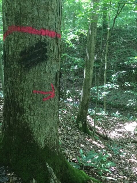 Indiana Forest Alliance Home Page – Indiana Forest Alliance