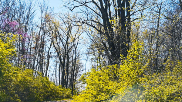 Blog – Indiana Forest Alliance