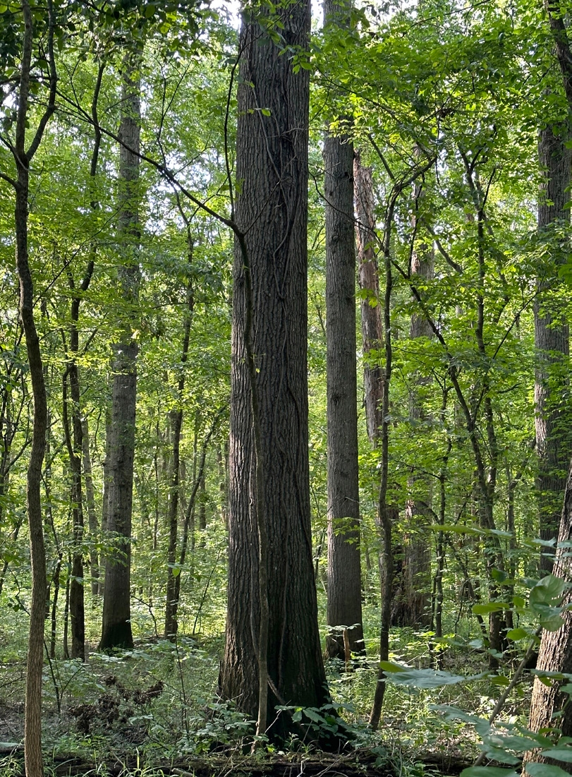 Deam Wilderness Expansion – Indiana Forest Alliance
